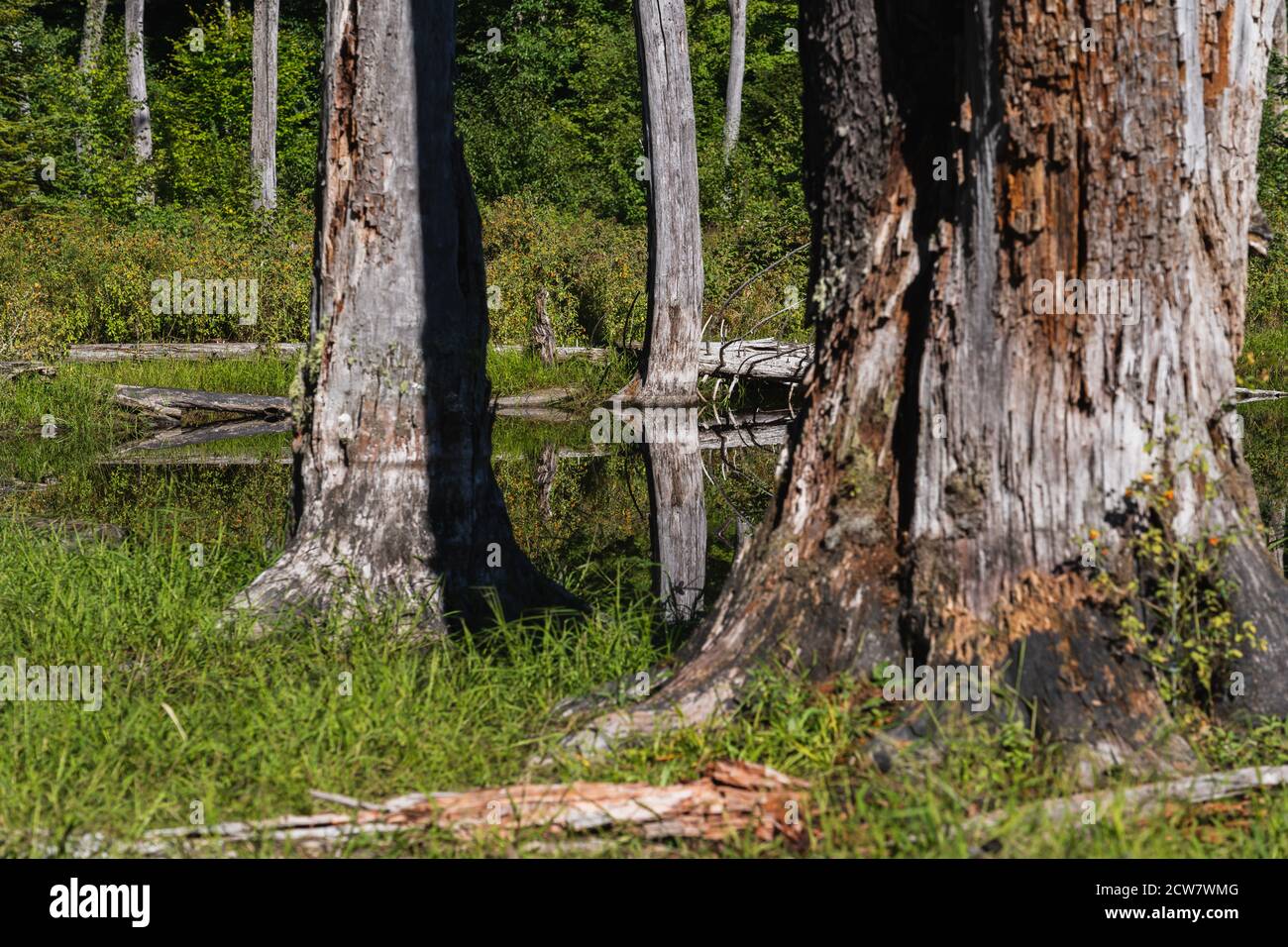 Closeup of trees along a pond with a beaver dam in the Adirondacks ...