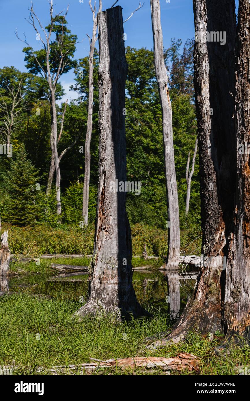 Closeup of trees along a pond with a beaver dam in the Adirondacks ...