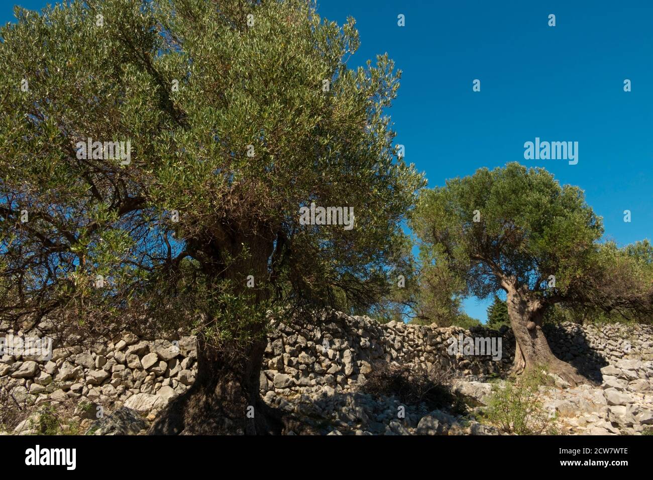 Olive Gardens of Lun with thousands years old olive trees, island of ...