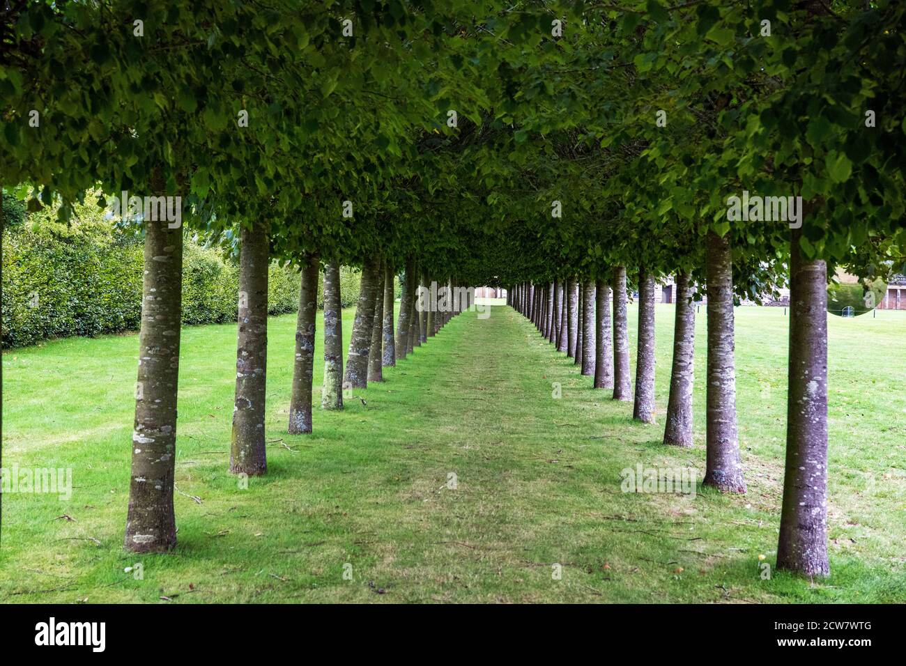 Row of trees Houghton Hall North Norfolk England Stock Photo - Alamy