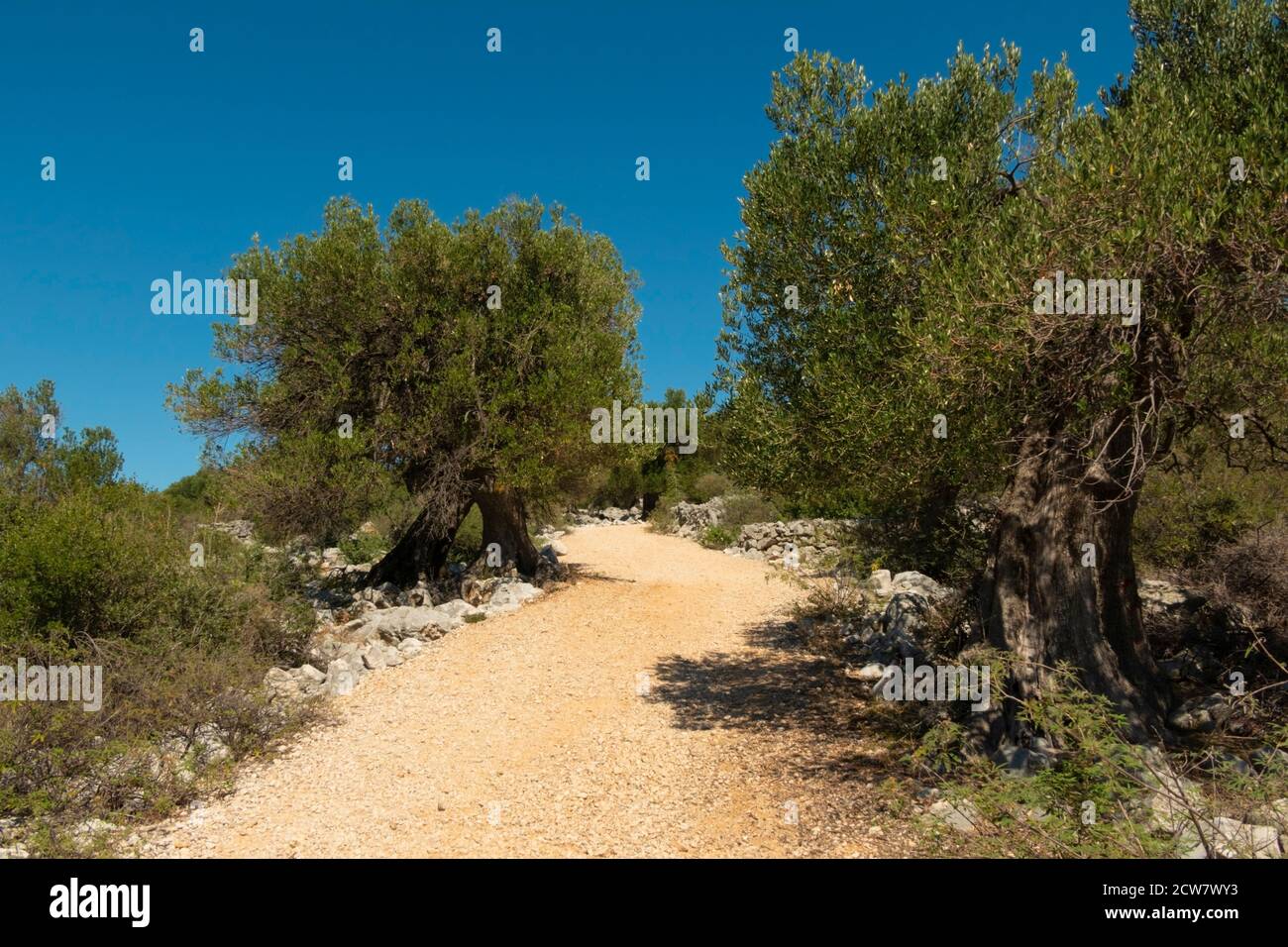 Olive Gardens of Lun with thousands years old olive trees, island of ...