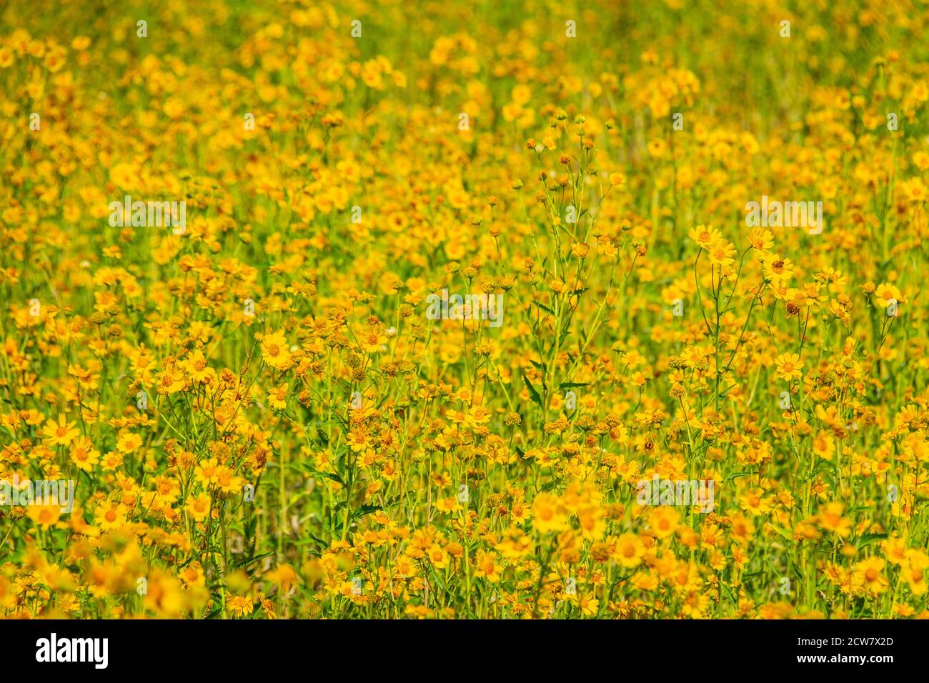 A field of yellow flowers with a small section of the flowers in focus ...