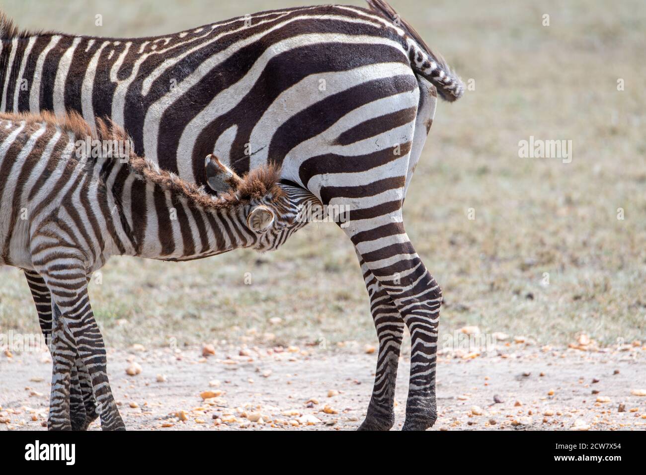 Plains zebras (Equus quagga Stock Photo - Alamy