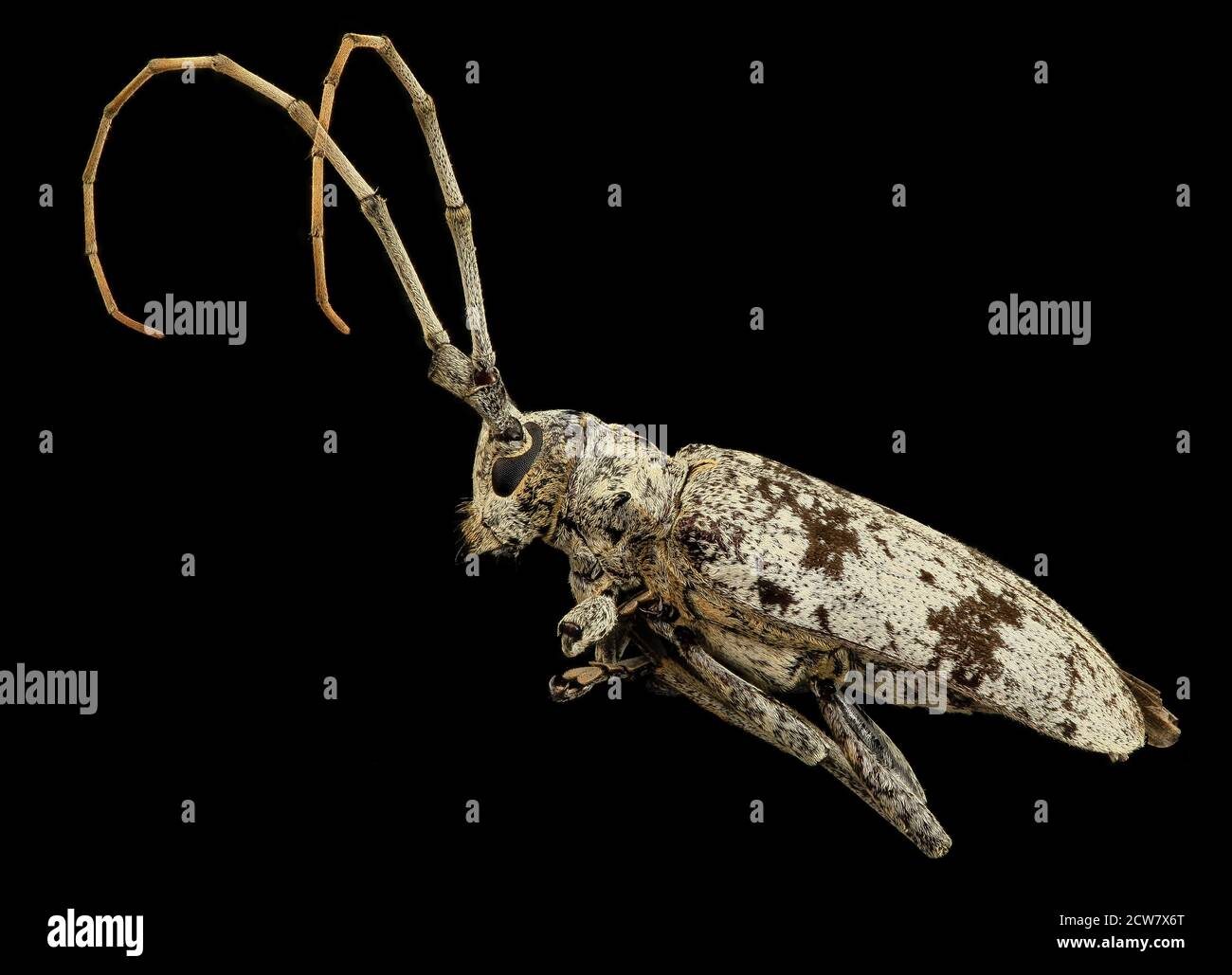 A cerambycid beetle was photographed in Maryland's Prince George's ...