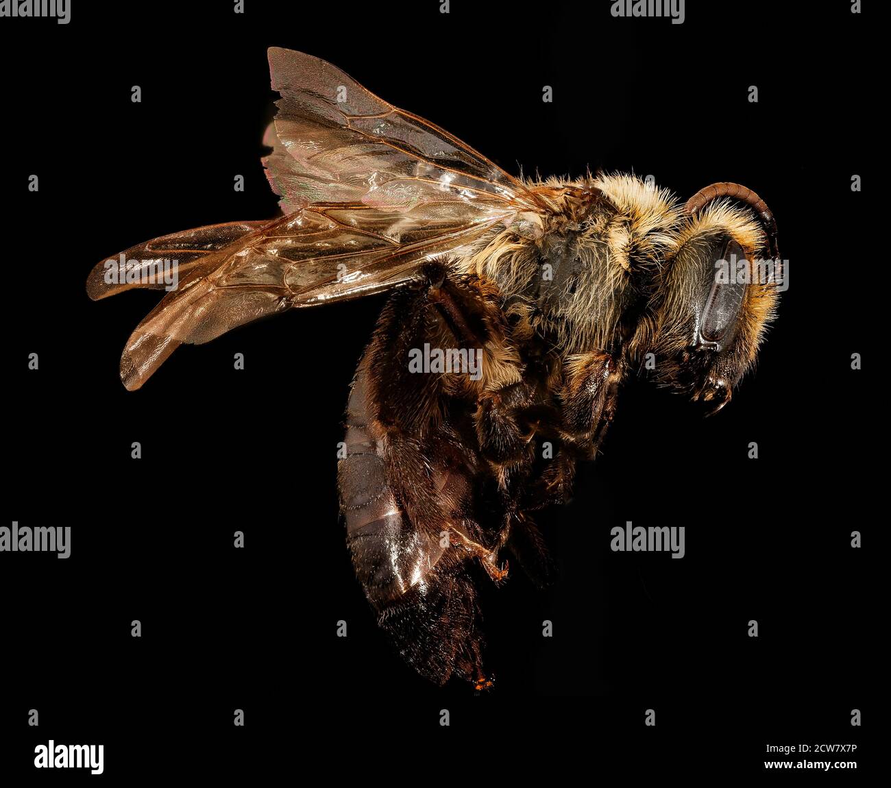The Andrena vicina, a species of solitary bee, photographed in Hardy ...