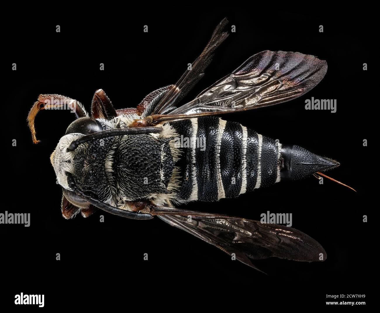 Banksi High Resolution Stock Photography and Images - Alamy