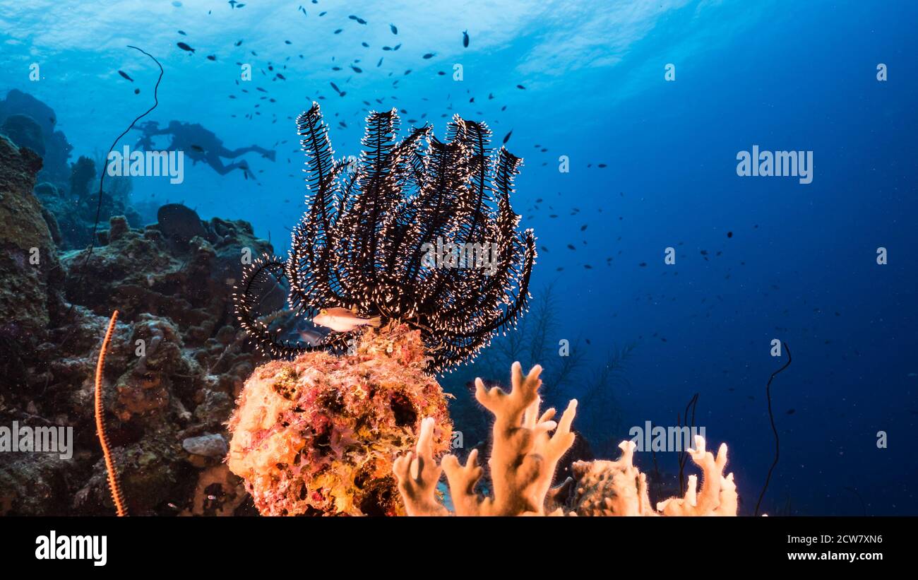 Seascape in turquoise water of coral reef in Caribbean Sea / Curacao ...