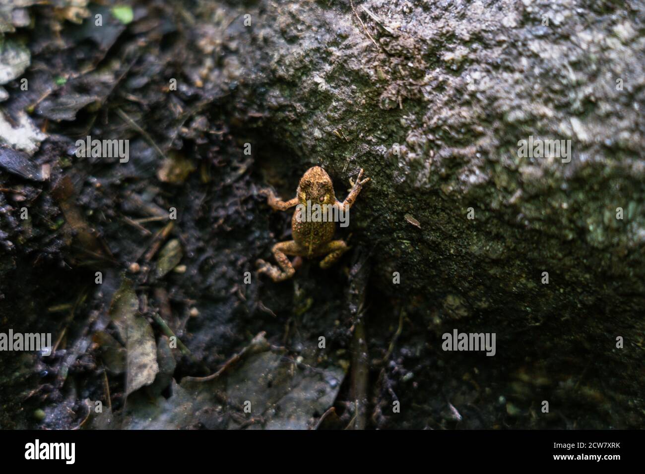 Saranac lake wild forest hi-res stock photography and images - Alamy
