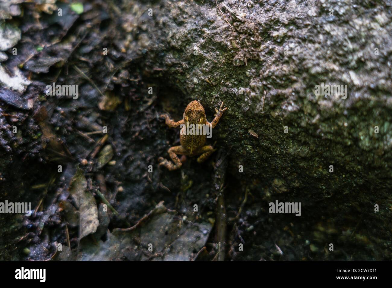 Small tree frog sticks hi-res stock photography and images - Alamy