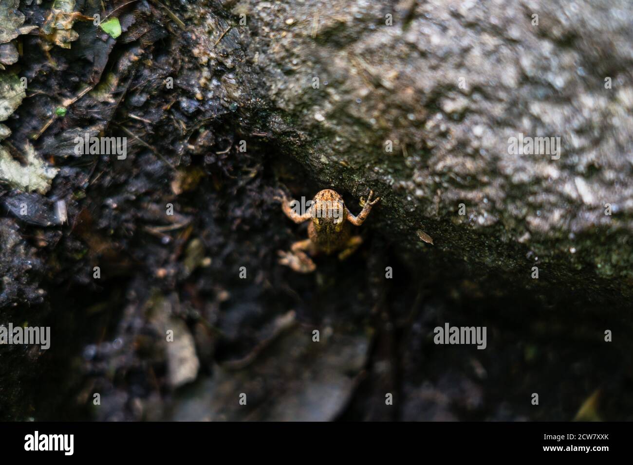 Saranac lake wild forest hi-res stock photography and images - Alamy
