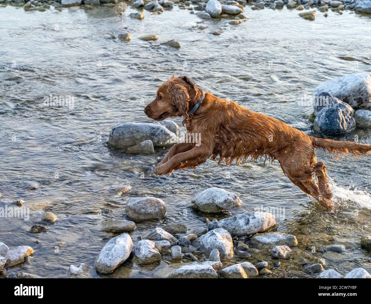 Happy english cocker spaniel while playing in the river Stock Photo - Alamy