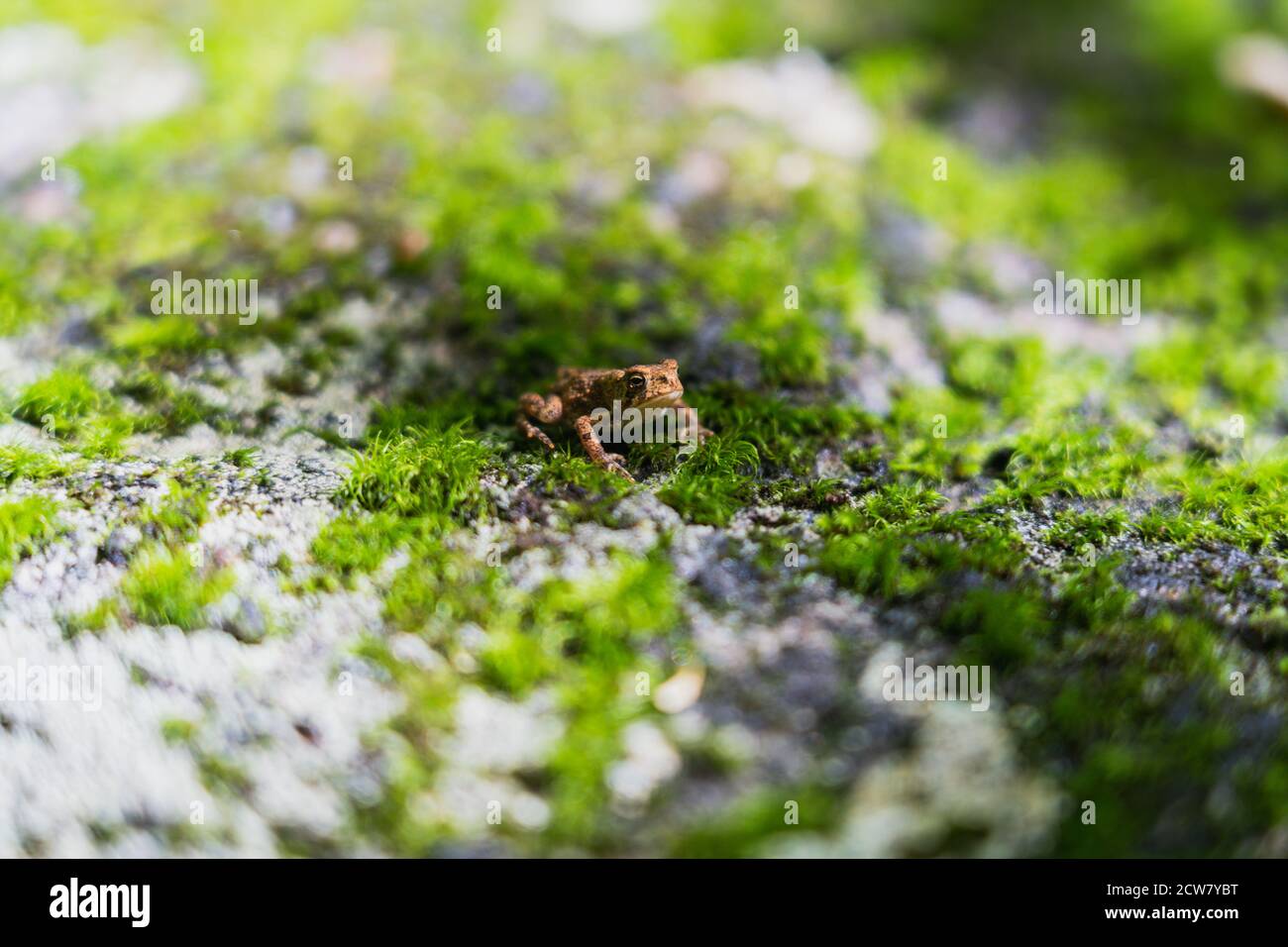 A tiny frog on a bed of moss in the woods Stock Photo - Alamy