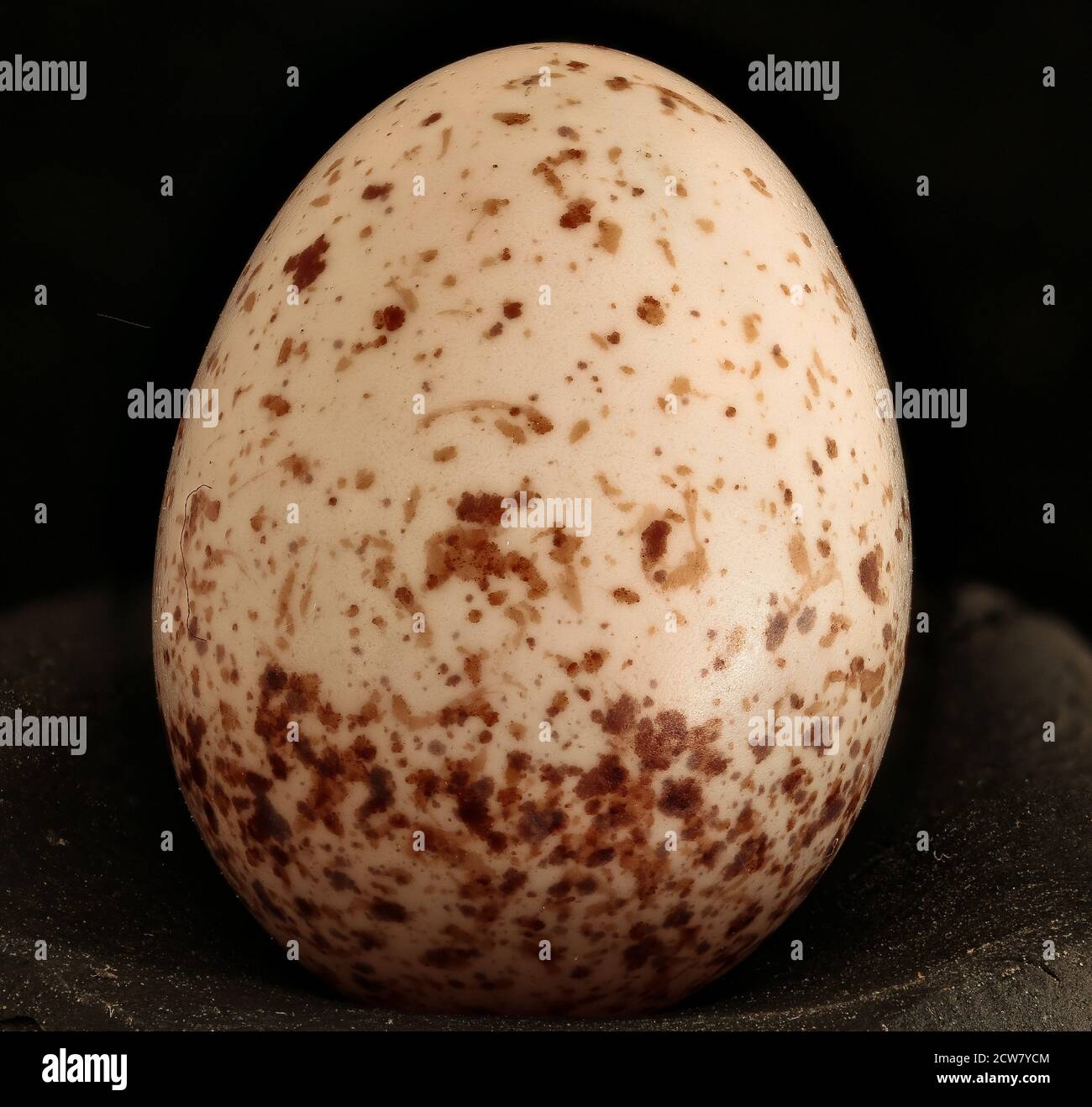 Wren eggs hi-res stock photography and images - Alamy