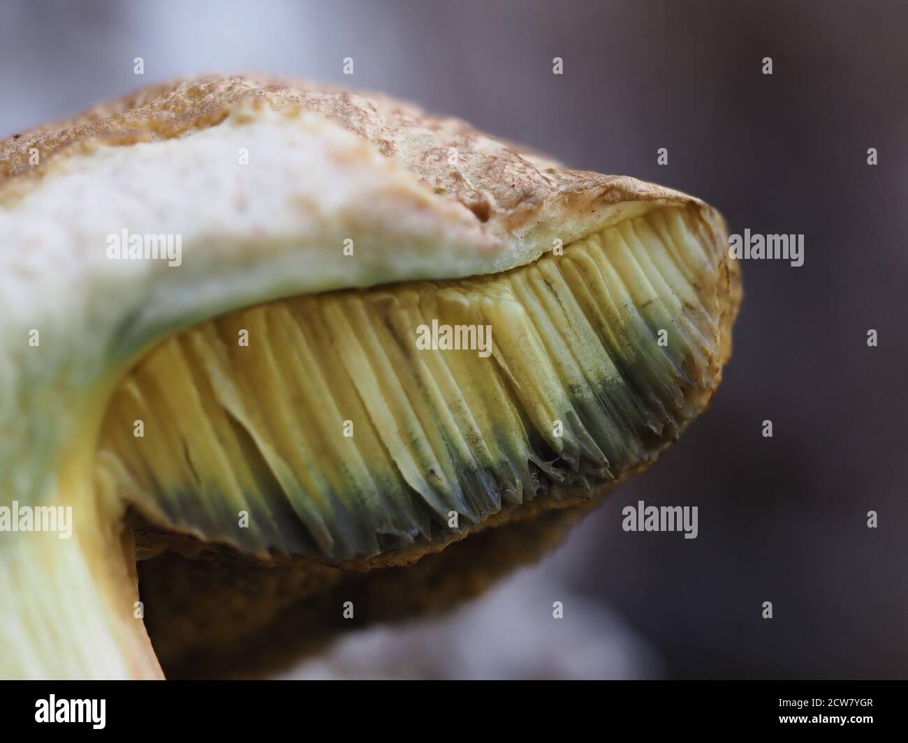 Suillus granulatus hi-res stock photography and images - Alamy
