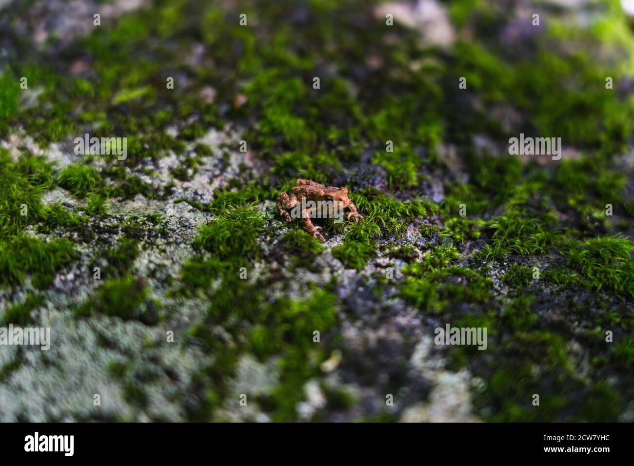 Tiny frog in grass hi-res stock photography and images - Alamy