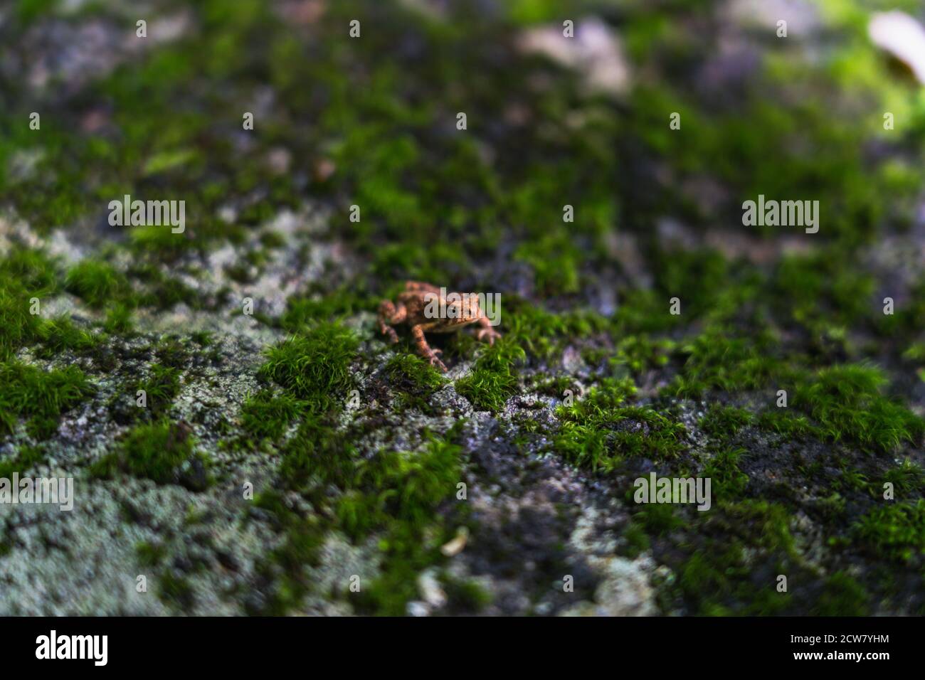 A tiny frog on a bed of moss in the woods Stock Photo - Alamy