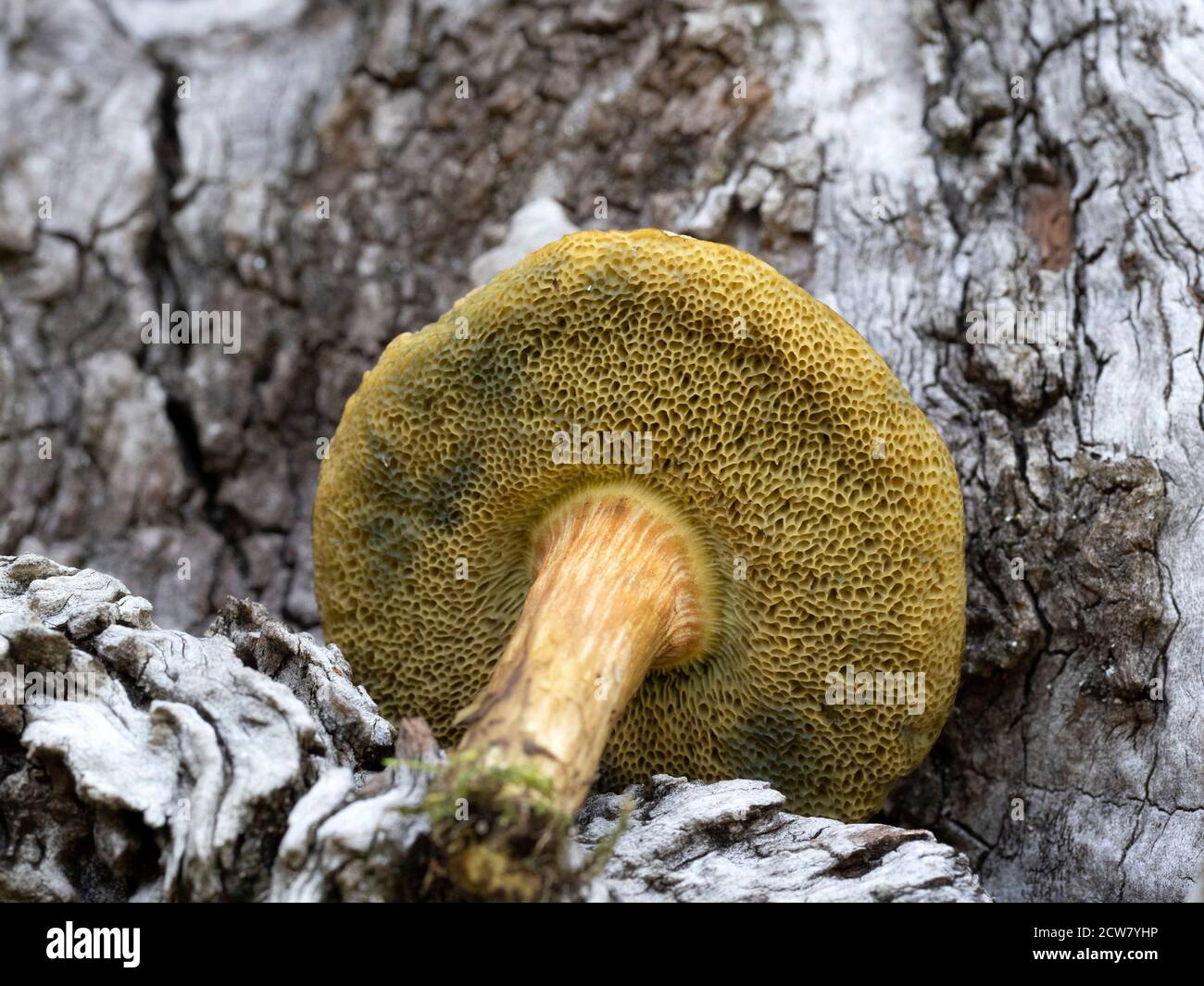 Suillus granulatus mushroom close up macro detail Stock Photo - Alamy