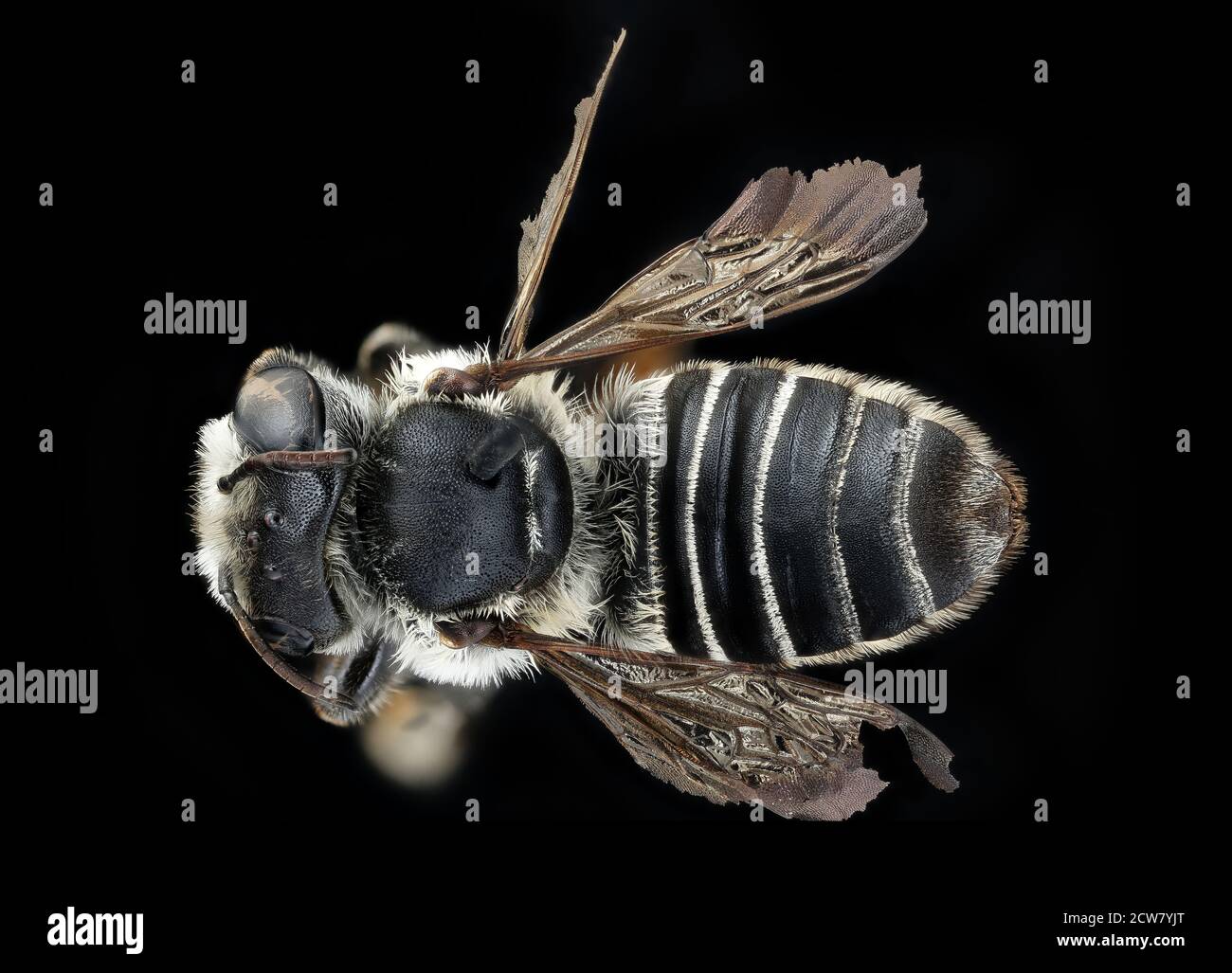 A close-up image of Megachile integra, a species of native bee ...