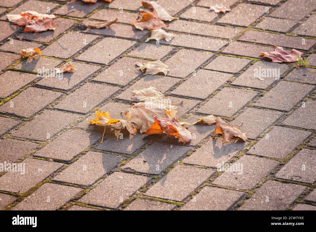 Maple leaves at sunset hi-res stock photography and images - Alamy