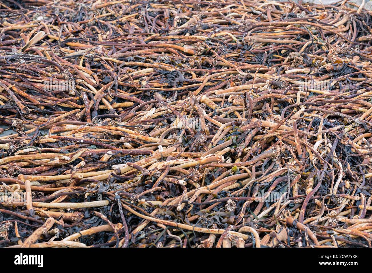 RUNDE, NORWAY - 2017 JANUARY 27. Long holdfasts of big red kelp ...