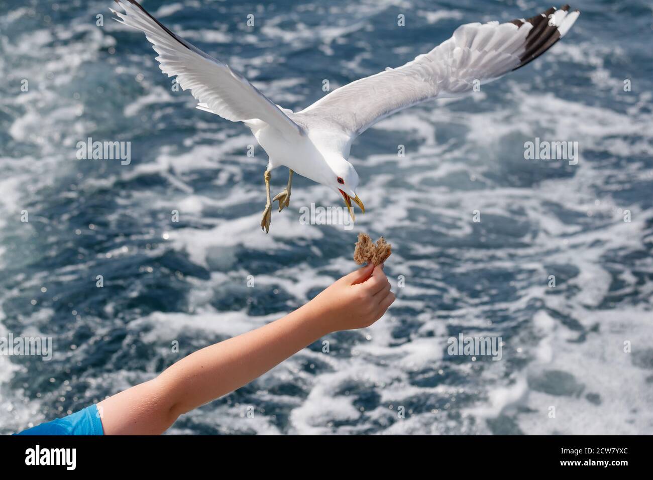 To catch food hi-res stock photography and images - Alamy