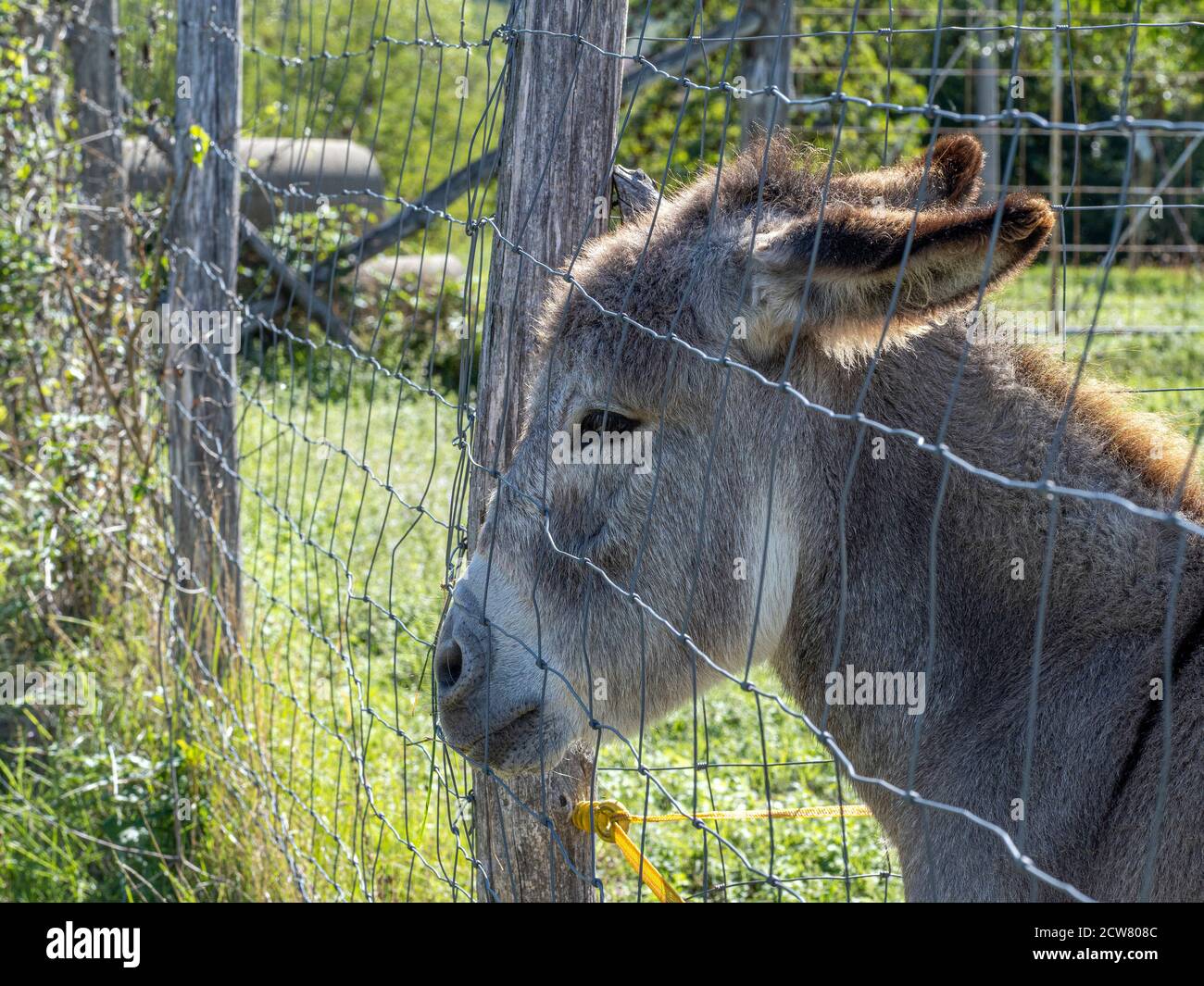 Sad donkey hi-res stock photography and images - Alamy