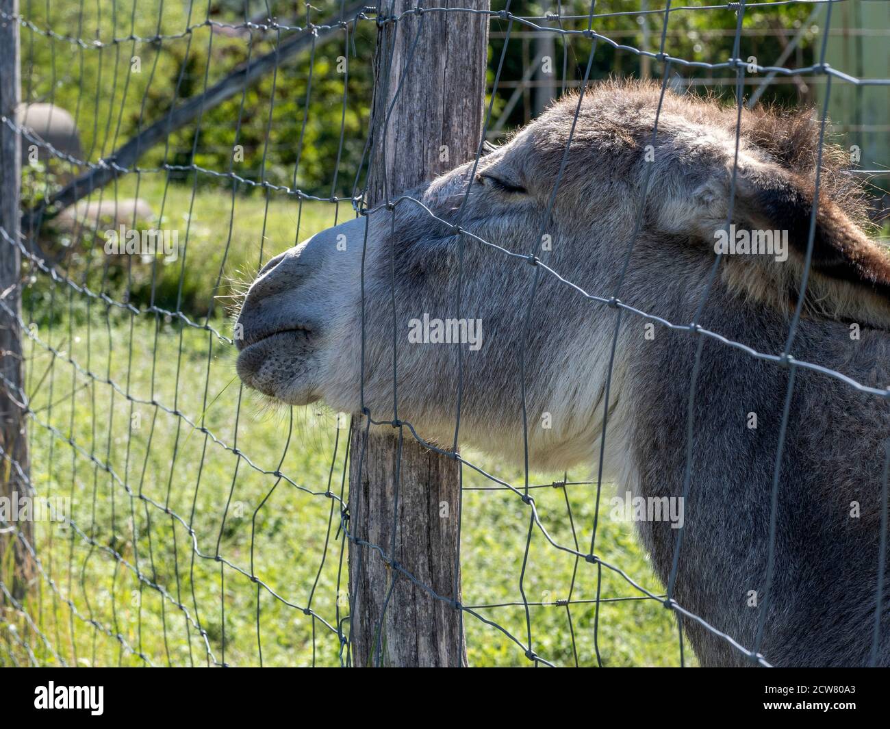 Donkey in captivity hi-res stock photography and images - Alamy