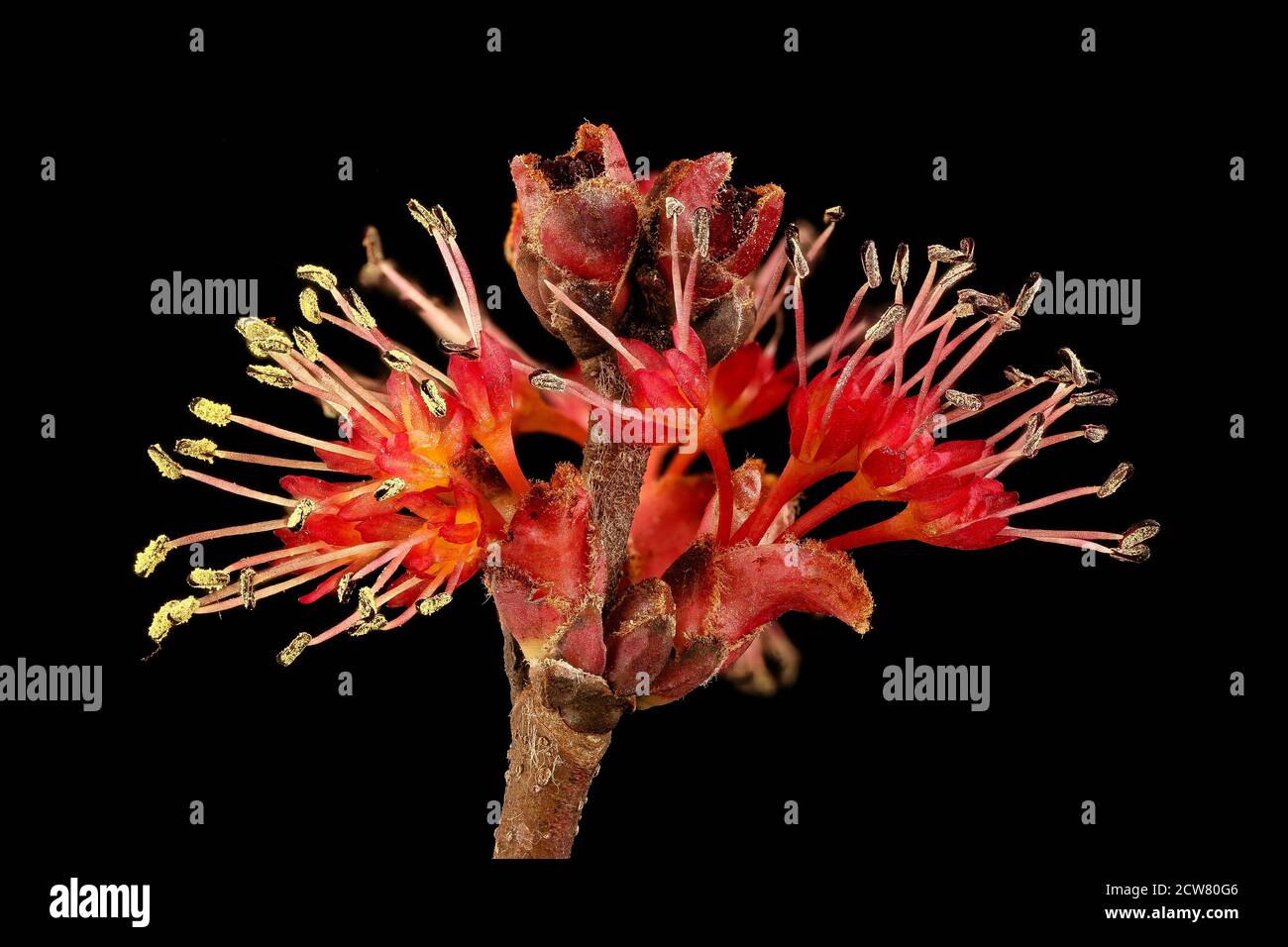 Red staminate hi-res stock photography and images - Alamy