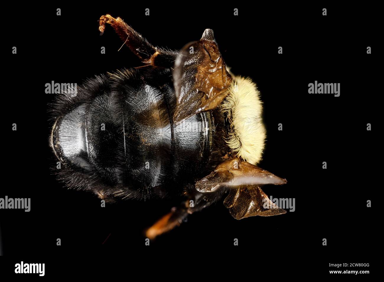 This close-up image taken on March 12, 2013, shows Bombus citrinus, a species of bumblebee ...