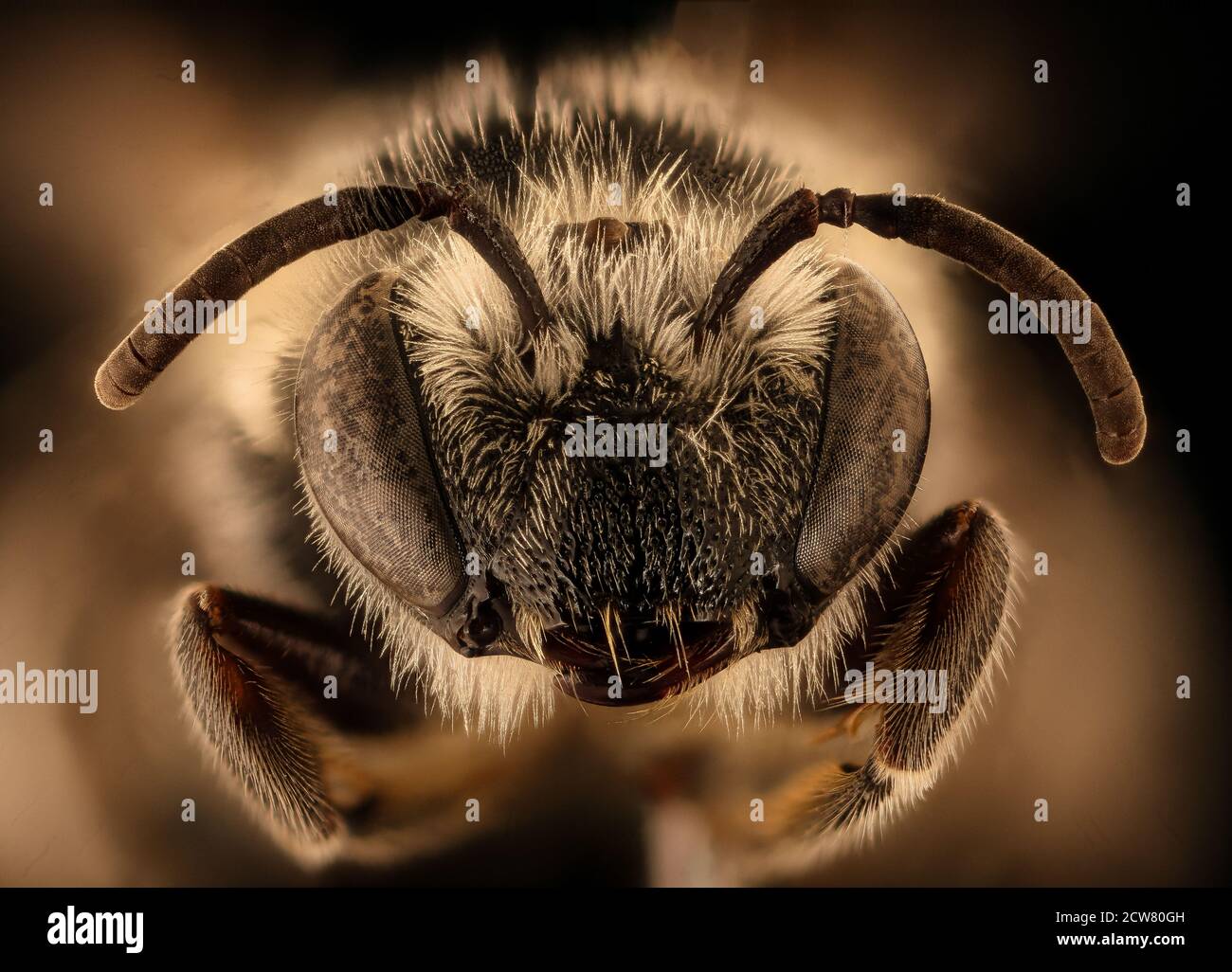 A close-up photograph of Colletes robertsonii, a native bee species ...