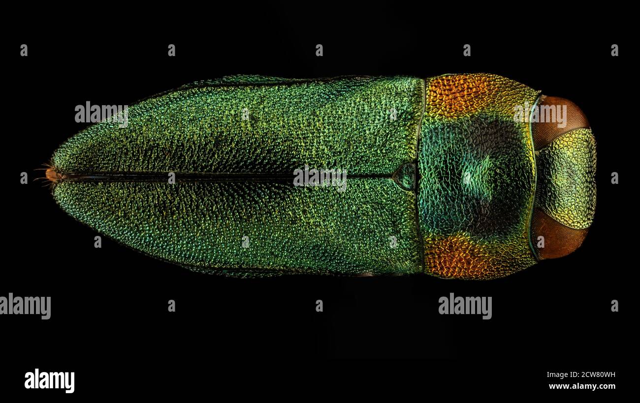 An Anthaxia species beetle was observed in Kruger National Park, South ...