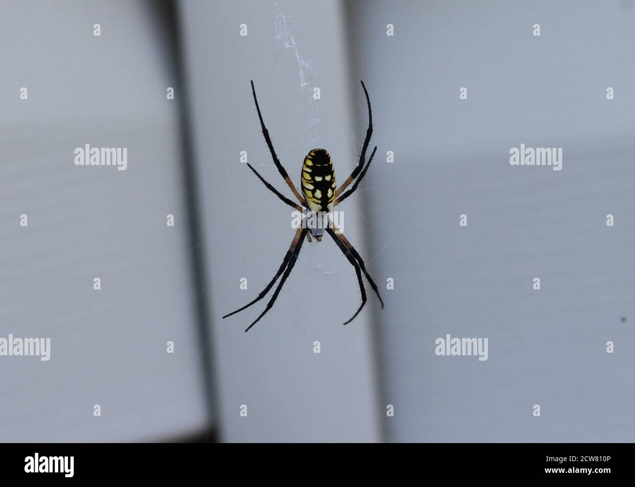An orb weaver spider on the side of a house Stock Photo - Alamy