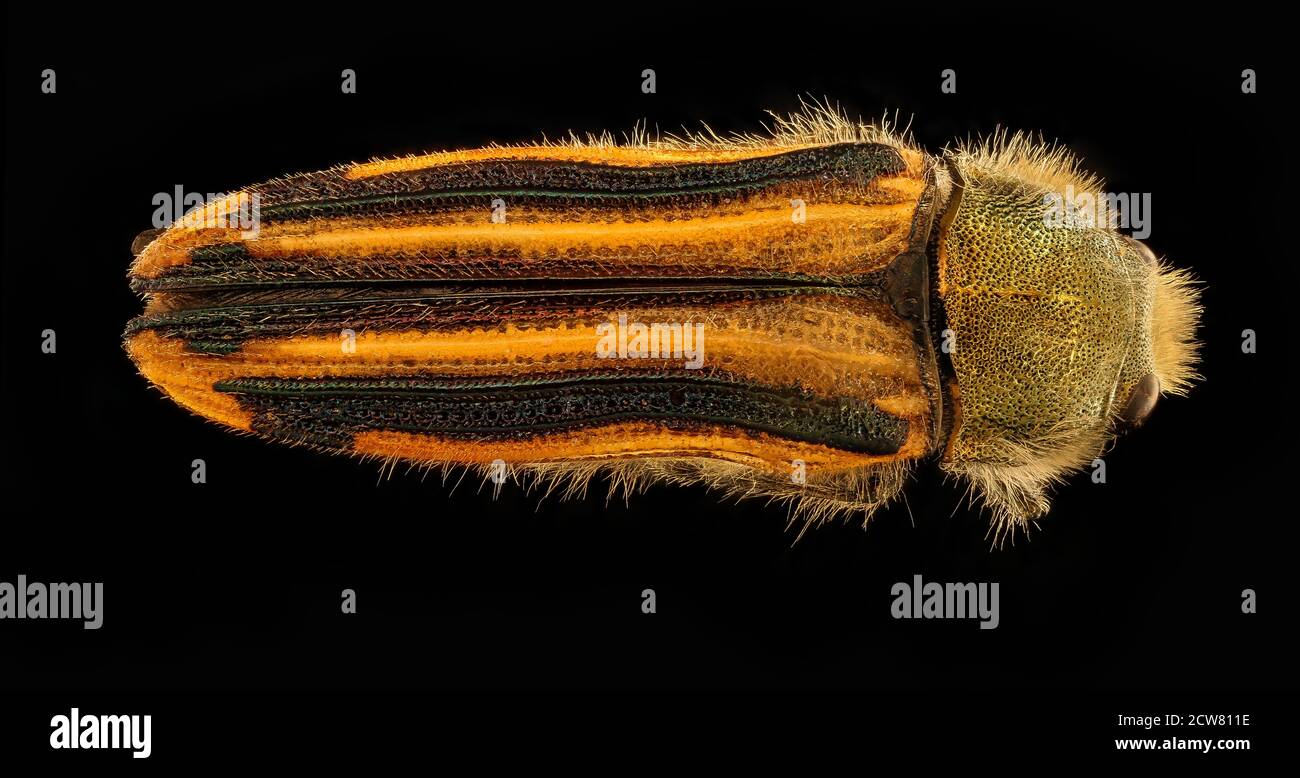 The Chile beetle, photographed on July 13, 2018, near Eric Hempsteads ...