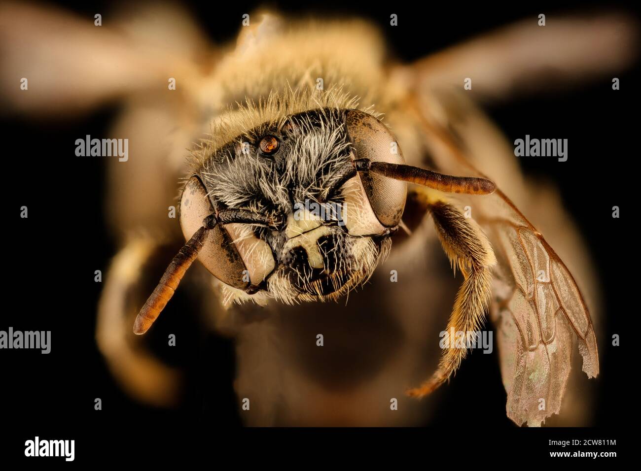 Calliopsis coloradensis hi-res stock photography and images - Alamy