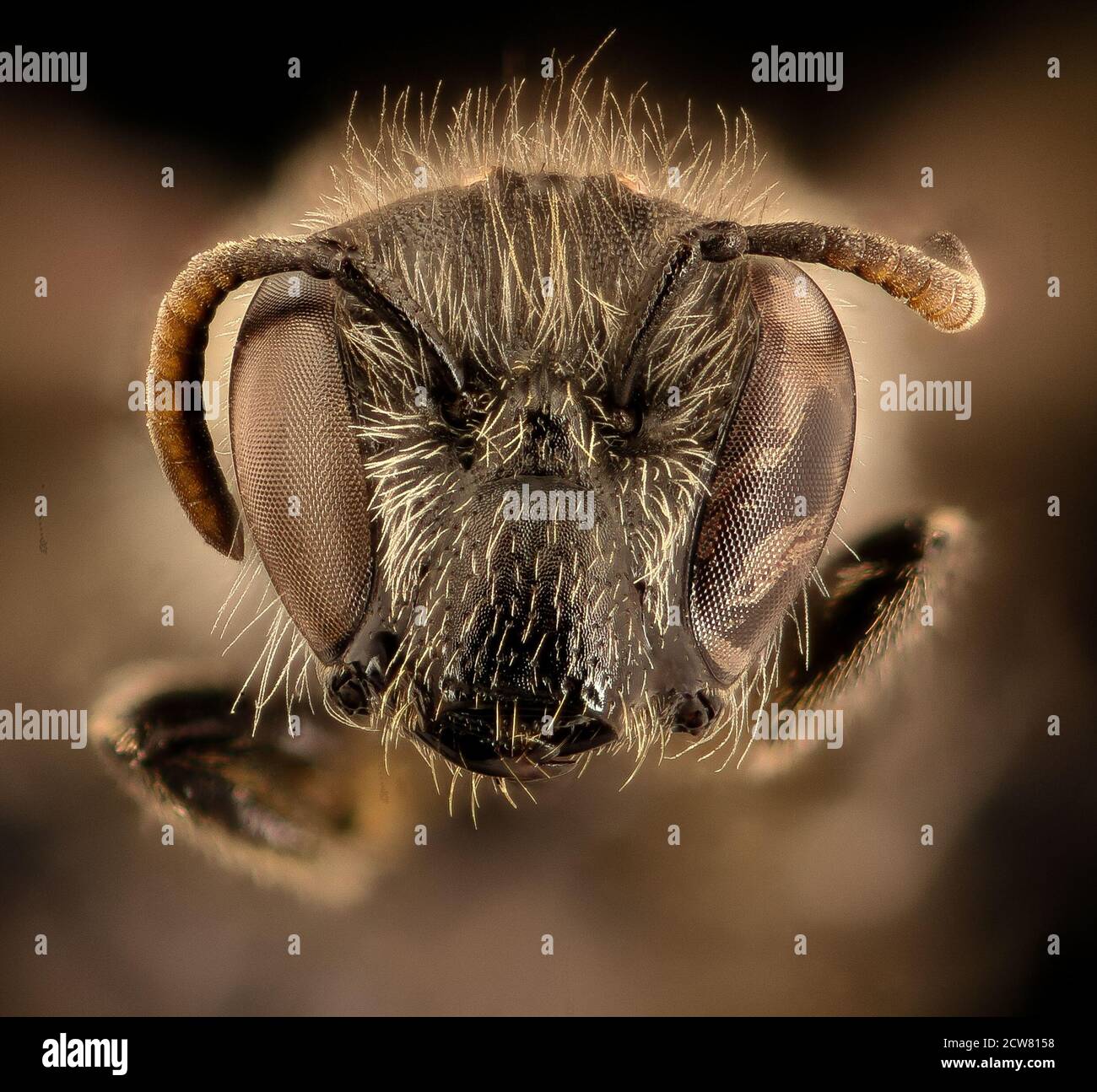Close-up photograph of a Chilicola bee taken at Site 19, Chile, on July ...
