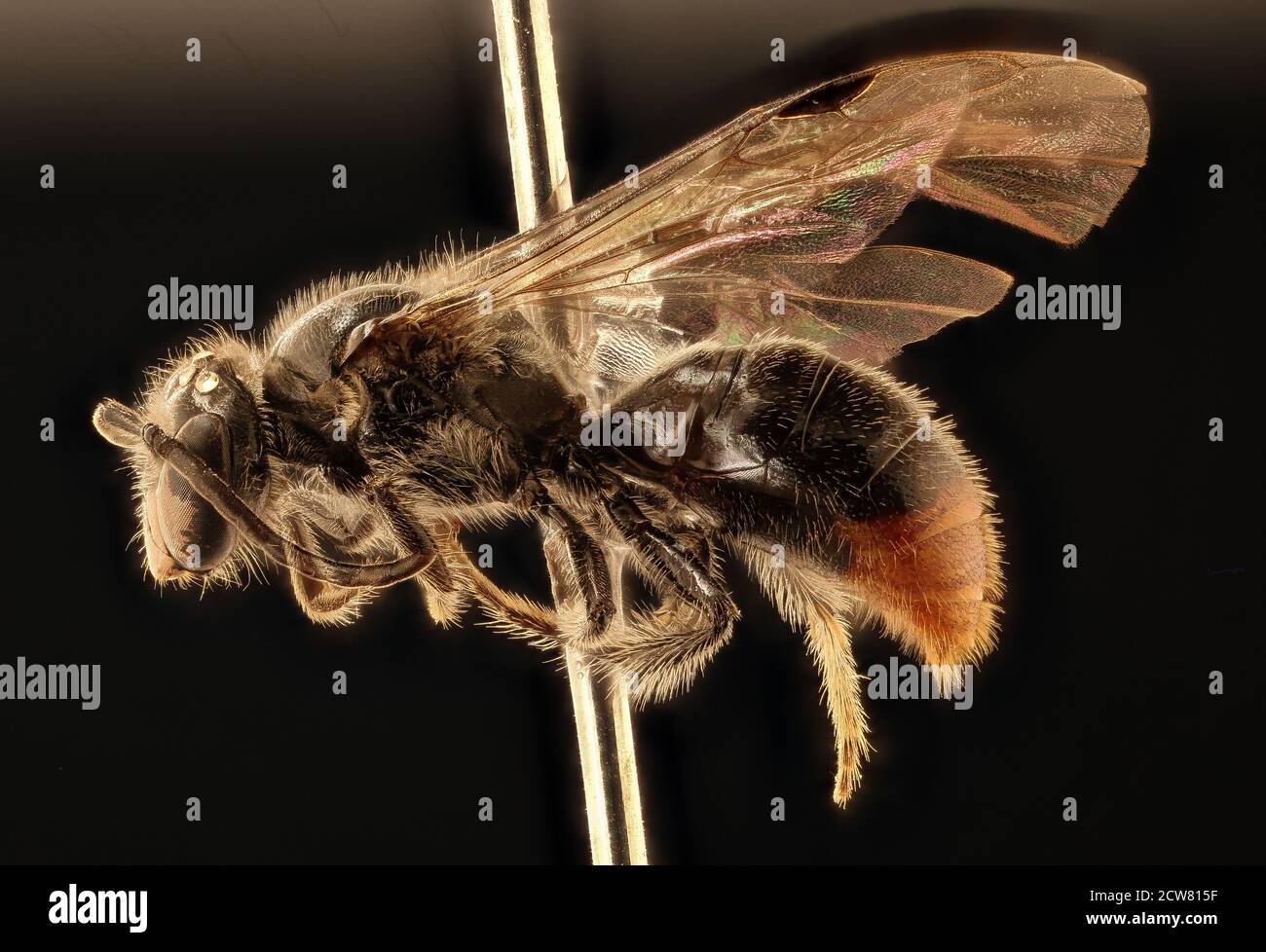 On July 13, 2018, a close-up photograph of a bee species (Manuelia ...