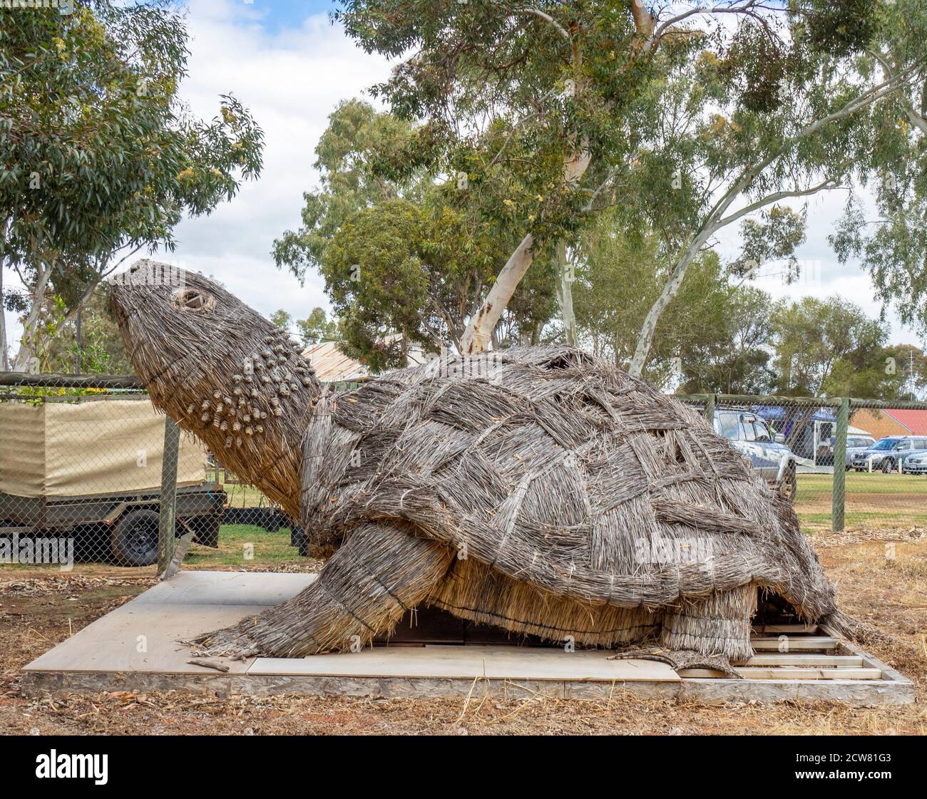 Western swamp tortoise australia hi-res stock photography and images ...