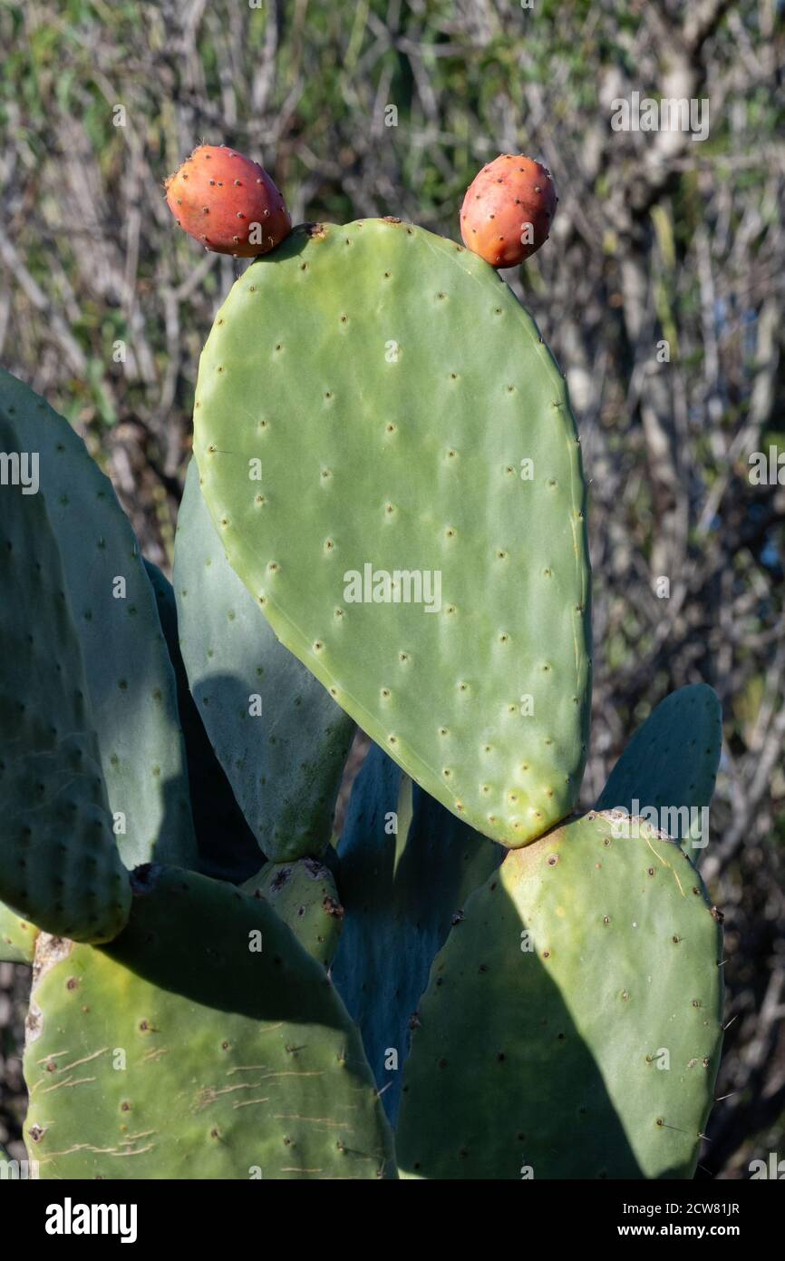 Opuntia, commonly called prickly pear, is a genus in the cactus family ...