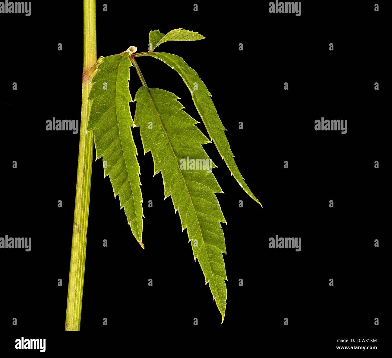 Cicuta maculata upper stem leaf, Water Hemlock, Howard County, Md ...