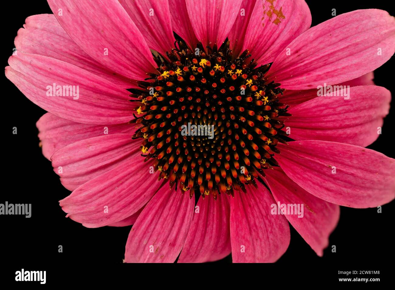 Echinacea purpurea, Howard County, Md, GFG, Helen Lowe Metzman 2018-07 ...