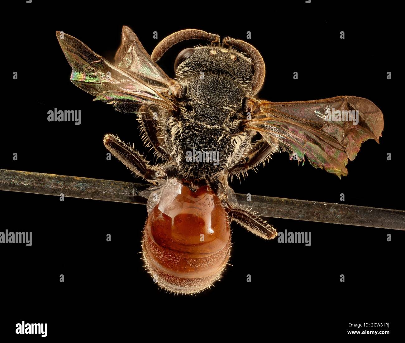 On July 17, 2018, Sphecodes fattigi, a species of bee, was observed and ...