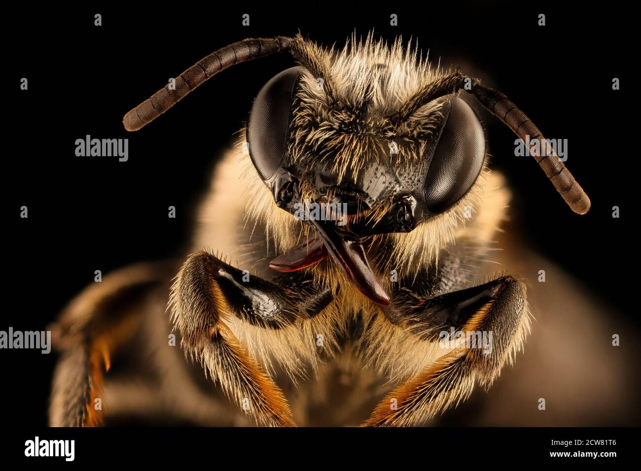 Close-up photo of the bee species *Melitta melittoides* in Anne Arundel ...