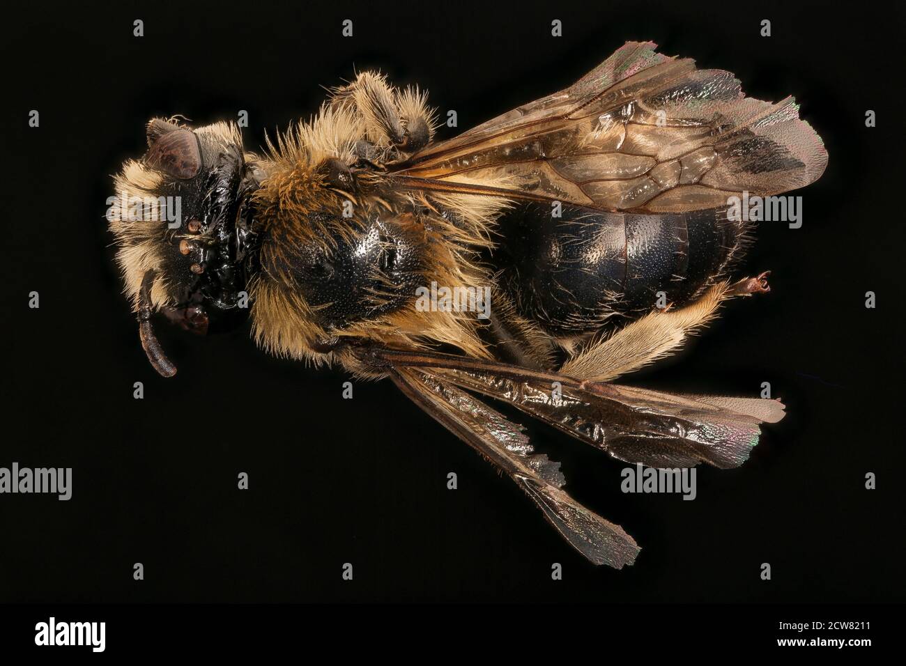 A male Colletes thoracicus bee is photographed in Shenandoah County ...