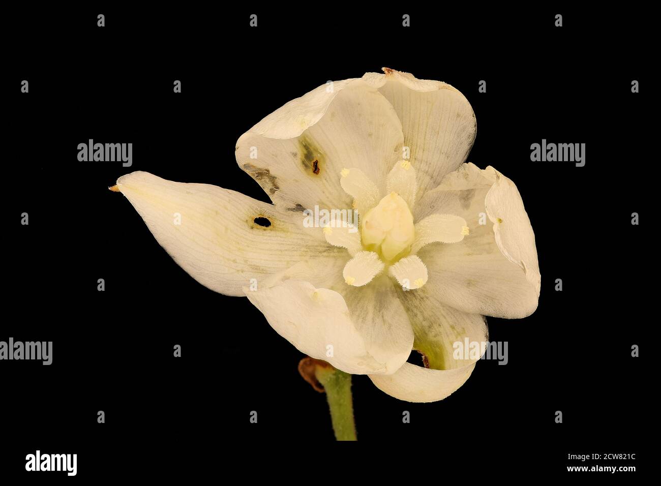 A close-up photograph of Yucca filamentosa, also known as Adam's Needle ...