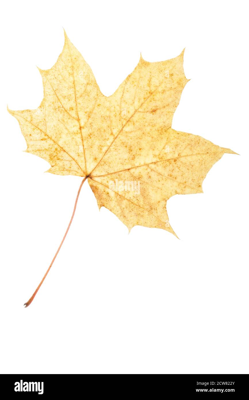 Fall autumn theme maple Cut Out Stock Images & Pictures - Alamy