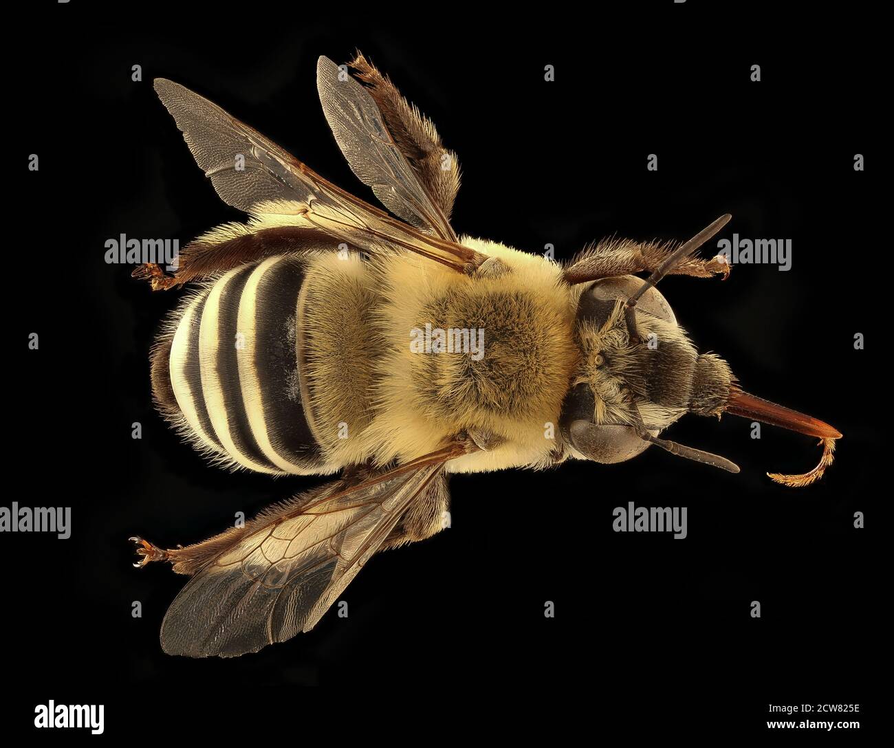 Anthophora walshii, a species of bee, was photographed on August 10 ...