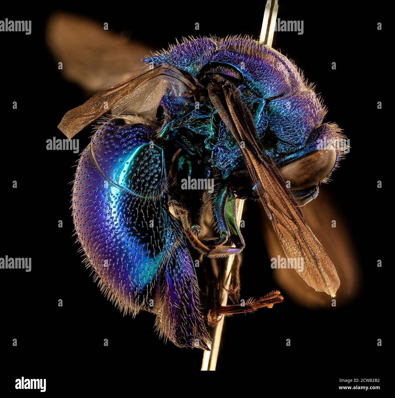 A blue jewel bee is captured in a close-up photograph in Skukuza, South ...