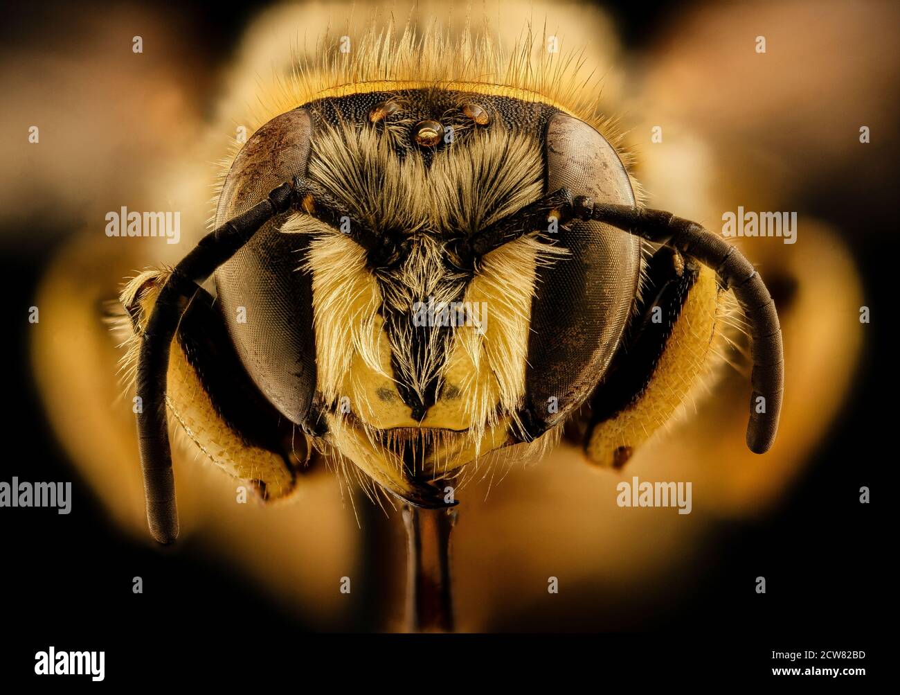 This image shows a close-up of the male Anthidium illustre, a species ...