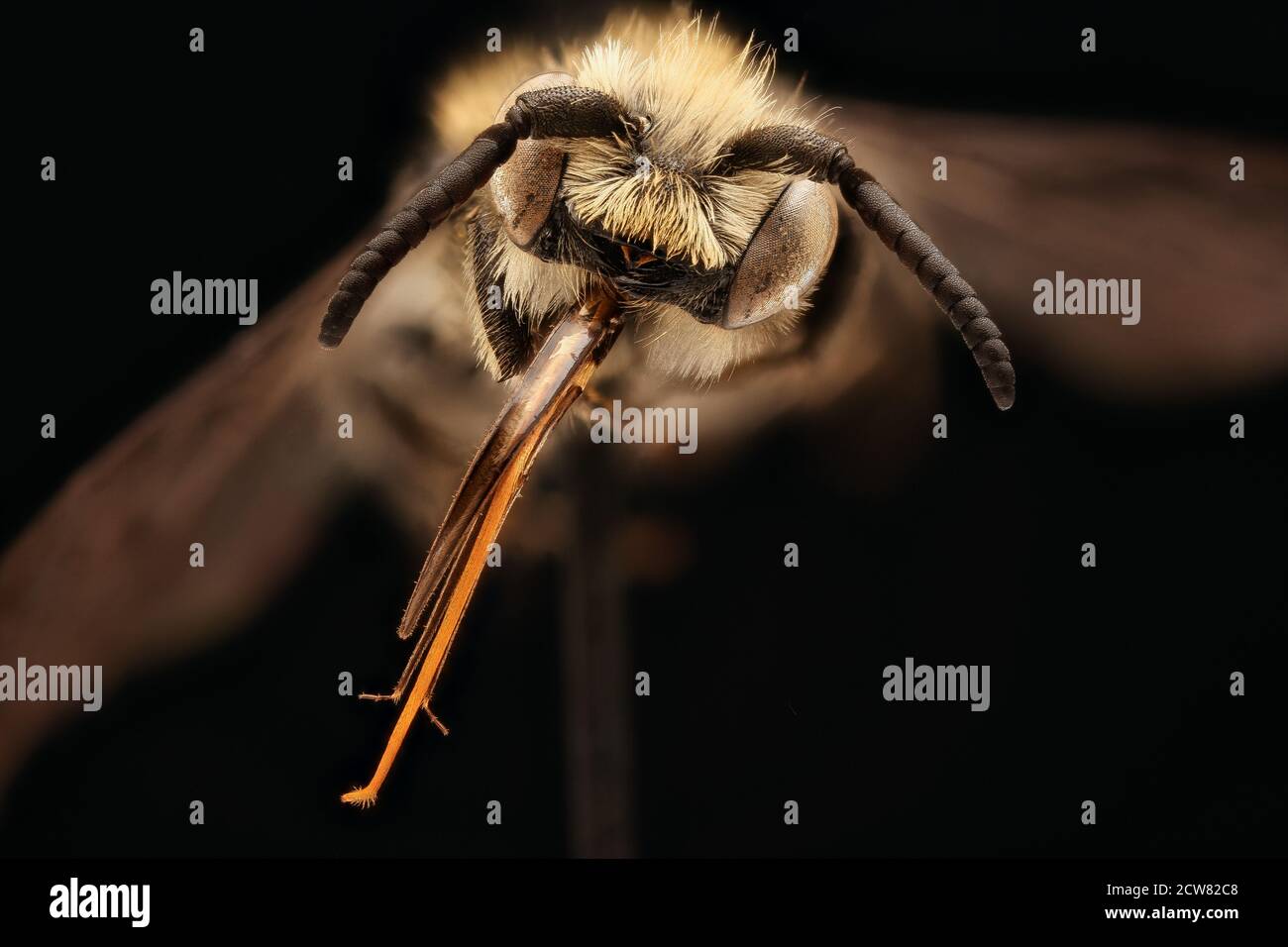 Hoplitis sambuci binomial hi-res stock photography and images - Alamy