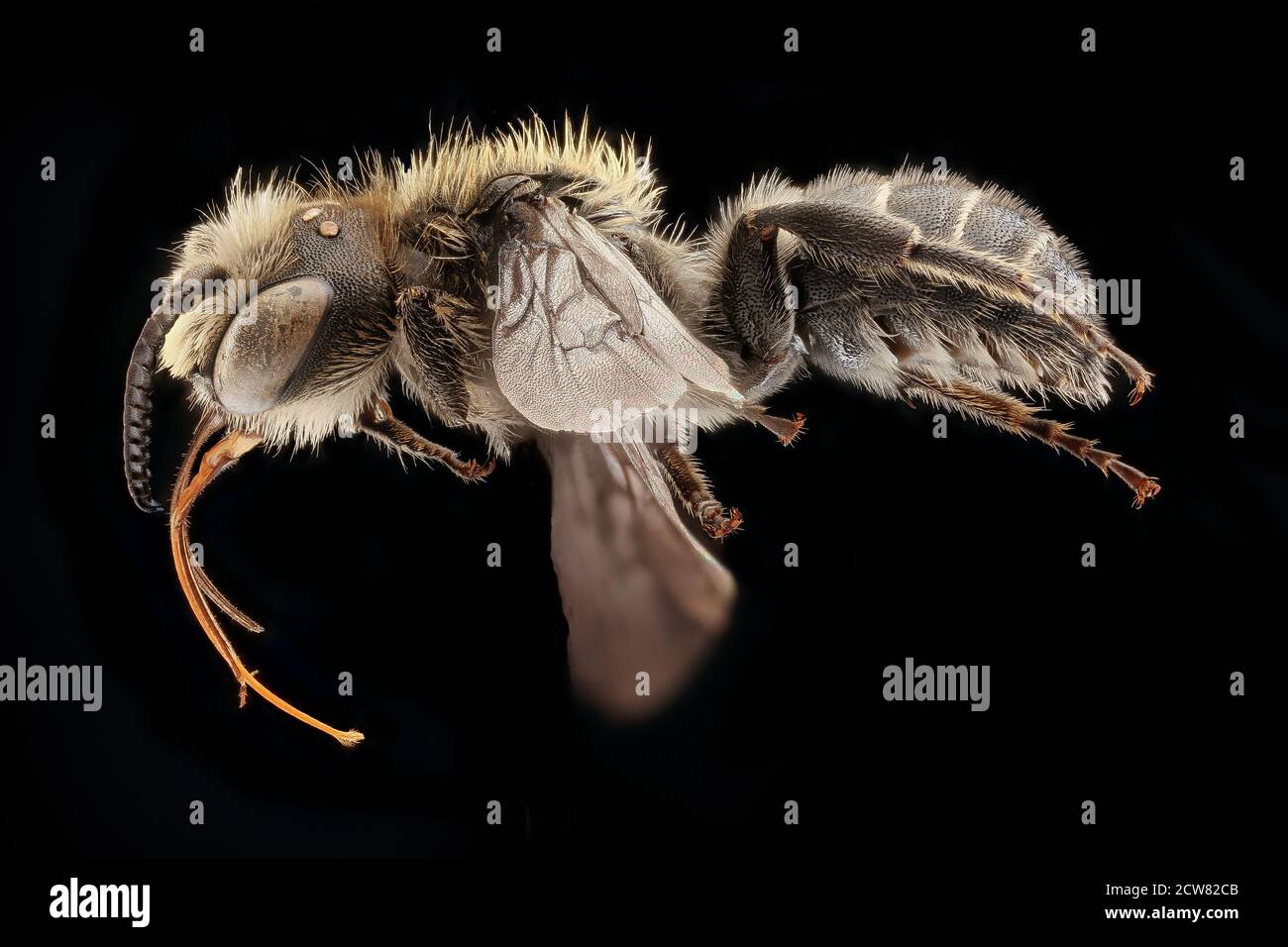 Hoplitis sambuci hi-res stock photography and images - Alamy